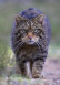 Best Places to See Scottish Wildcats